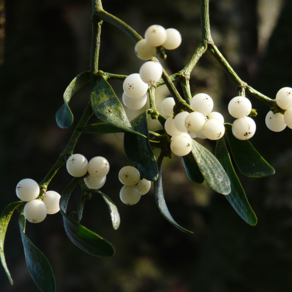 Mistletoe for Cancer Treatment - The Karlfeldt Center
